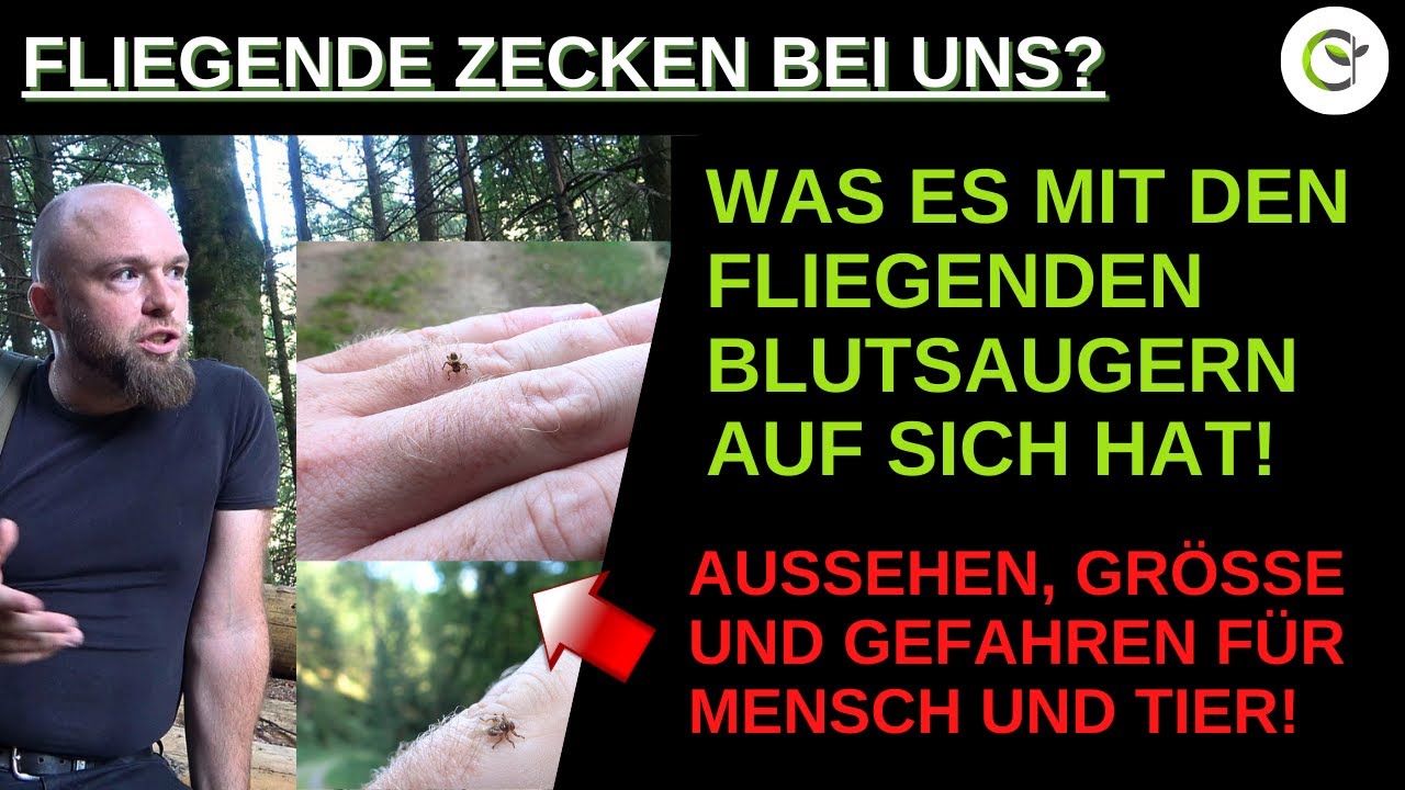 Fliegende Zecke?! - Die Hirschlausfliege solltet ihr schnellstmöglich ...
