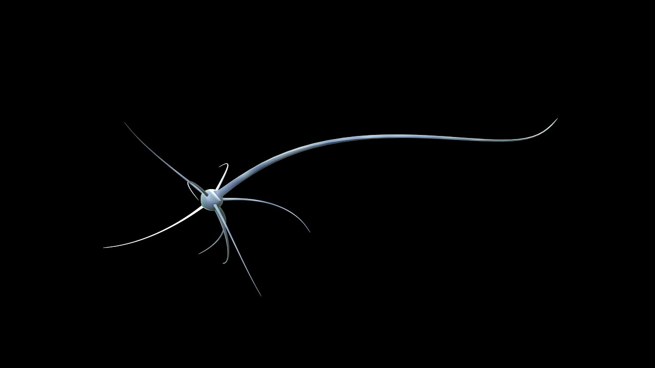 Neuron Modelling in Maxon Cinema 4D - 3D Anatomic Modelling Series ...