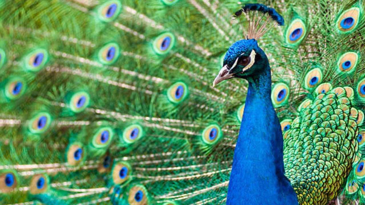 The Beauty of Peacocks - YouTube