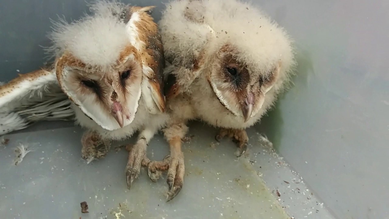 Baby Owls Rescued - YouTube