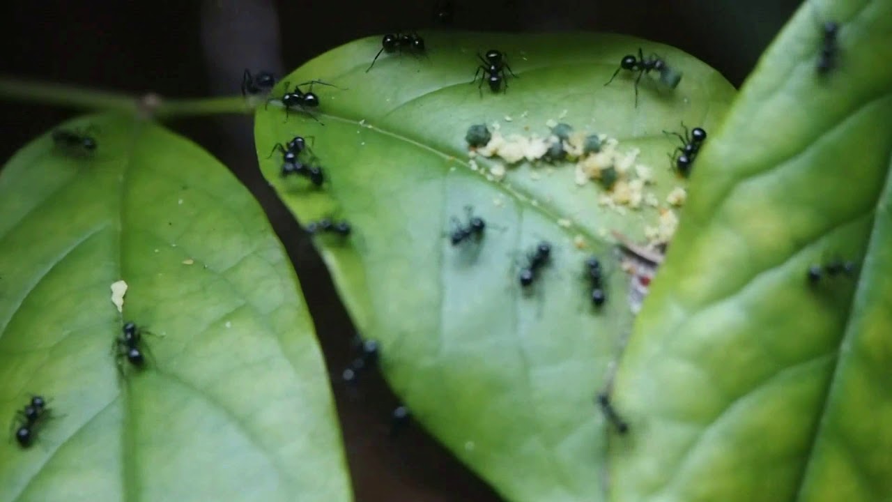 Very smart ants with ant music - YouTube