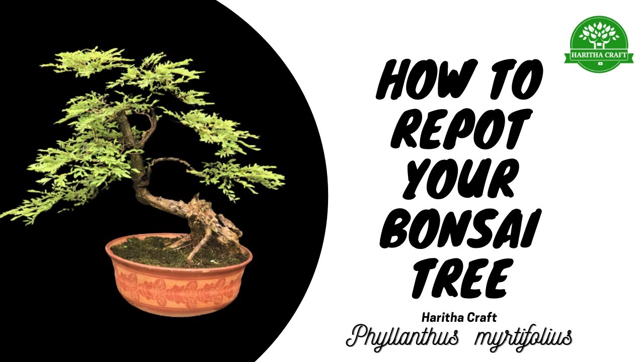 How to re pot a bonsai tree/ganga werella/ගඟ වැරැල්ල - YouTube