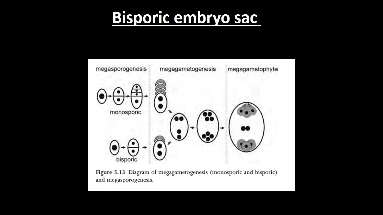 Bisporic Embryo Sacs||AMU||CUET-PG - YouTube