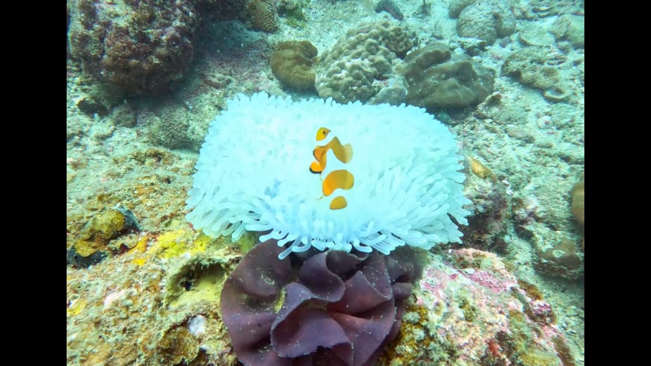 Plongée : Tioman Island (Malaisie) - Août 2024 - YouTube