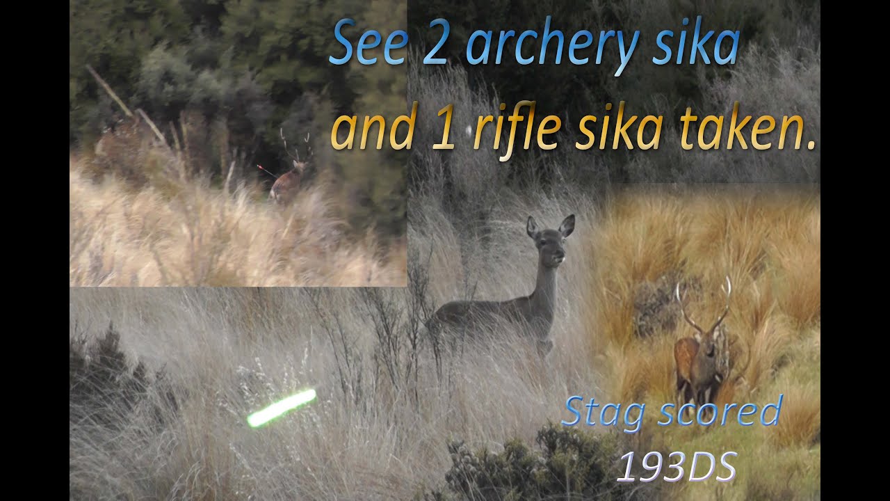 Two archery sika two sika stags including 193Ds stag - YouTube