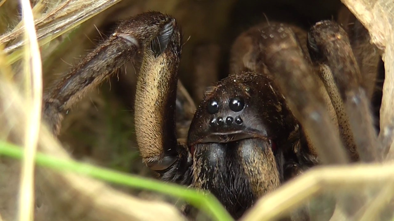 Trapdoor Spider with Egg Sac - YouTube