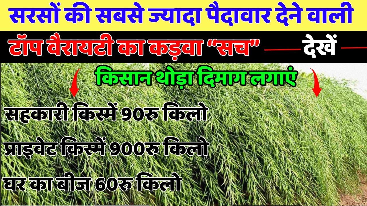 सरसों की सबसे ज्यादा पैदावार देने वाली टाॅप वैरायटी 90 से 900₹ किलो ...