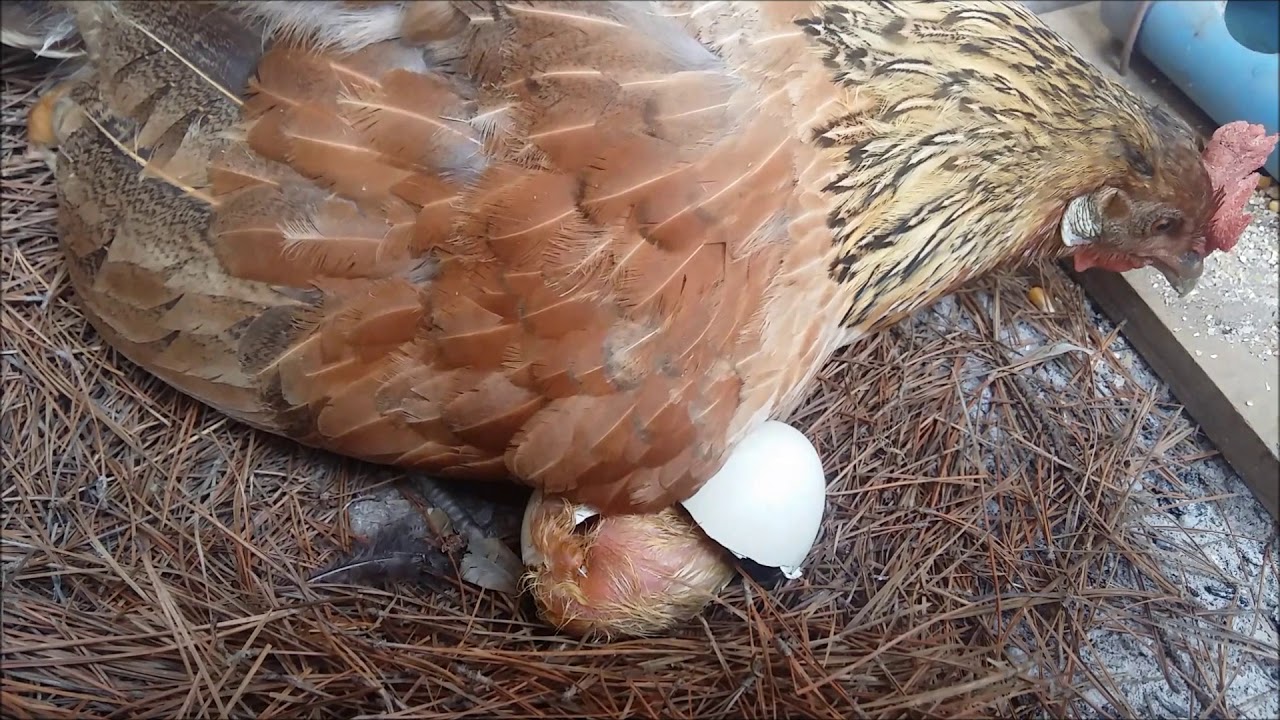 Pollo saliendo del huevo, rompiendo cascarón - YouTube