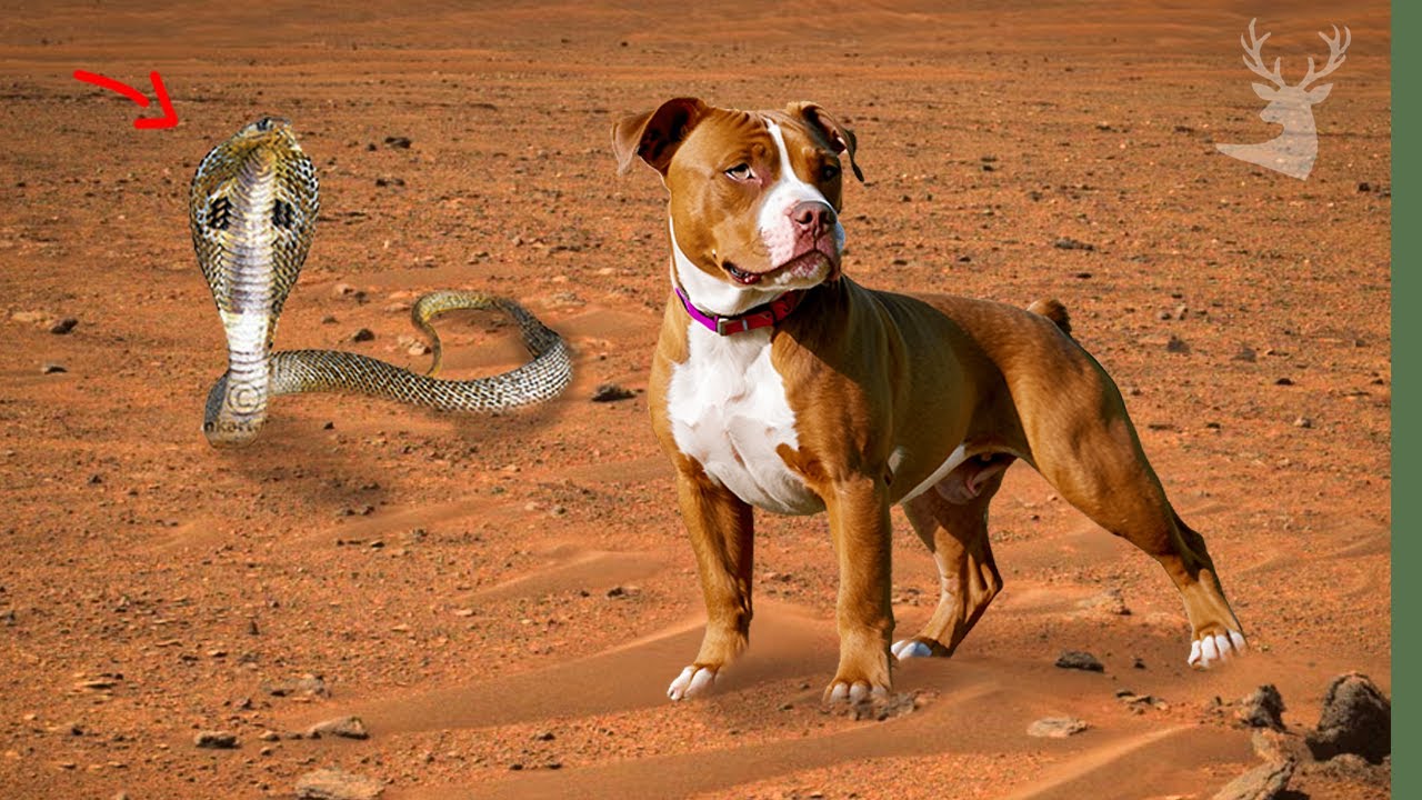 This pitbull will split this cobra in half ! - YouTube