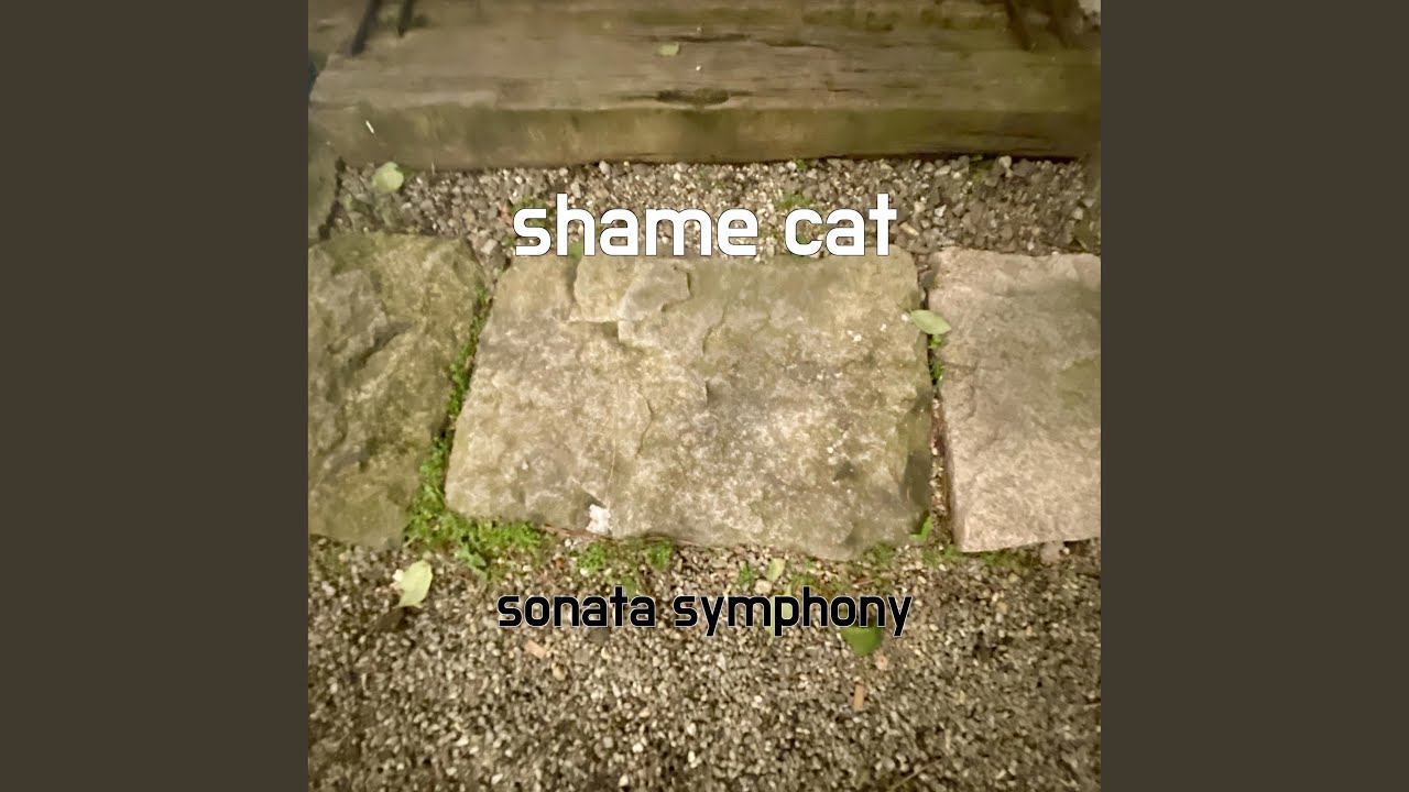 shame cat - YouTube