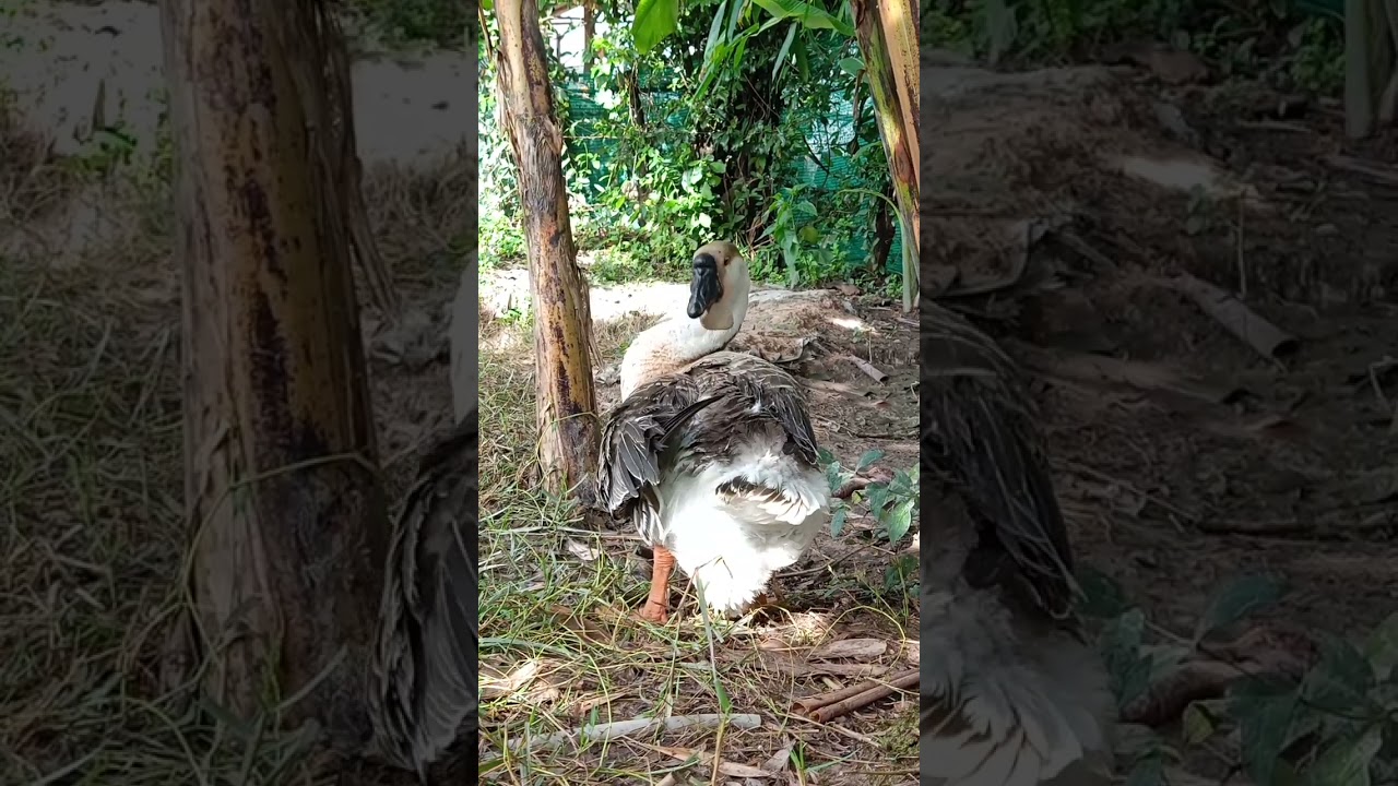 Grey Female Goose After Bathing In Tub / African Goose / Lion Geese ...