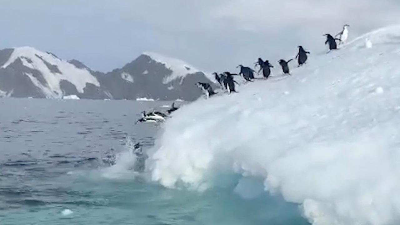 Clumsy Penguins Dive Off Iceberg Into Atlantic Ocean - YouTube