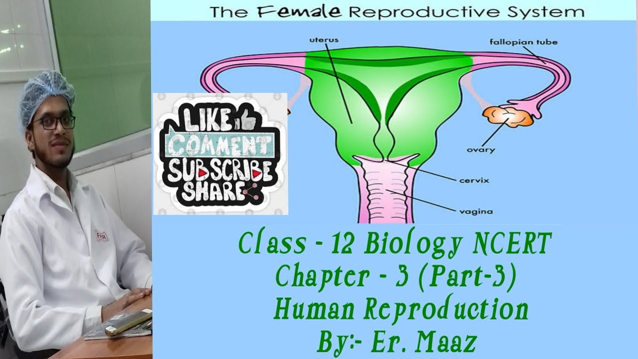 Female Reproductive System Class 12 Biology Ncert Chapter 3 By Ermaaz Youtube