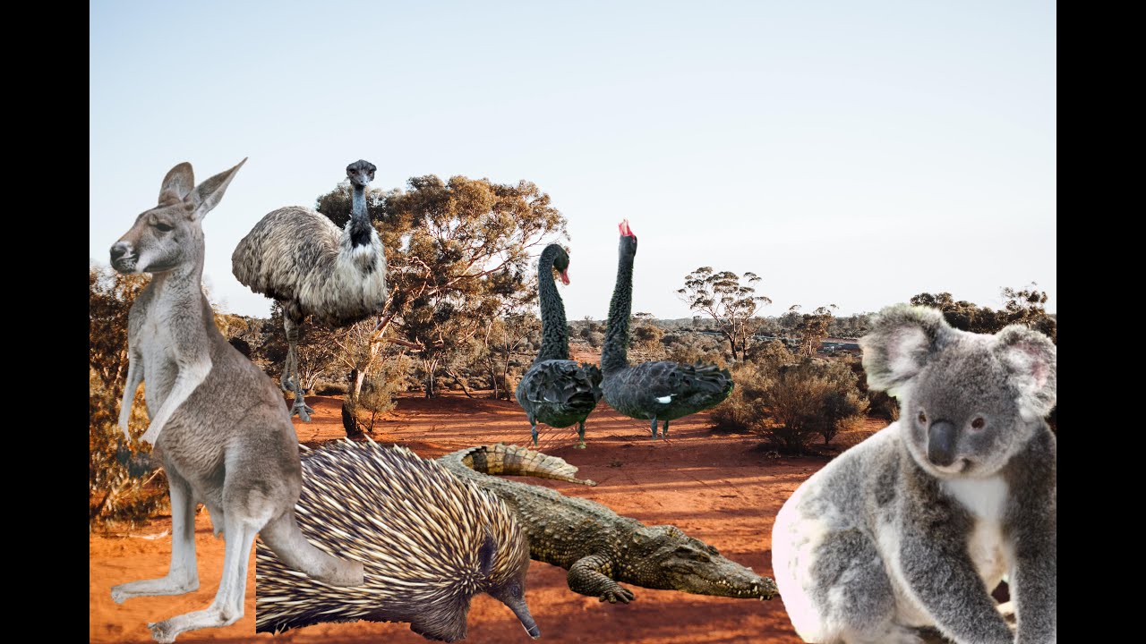 Australian animals | Sounds animals | animals - YouTube