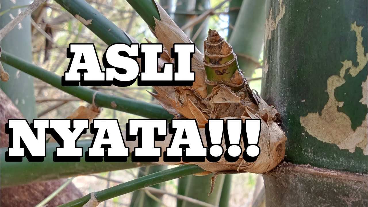 Bambu Unik Kecil Seperti Ini Bisa Memanggil Ke unikan Ke unikan Yang ...