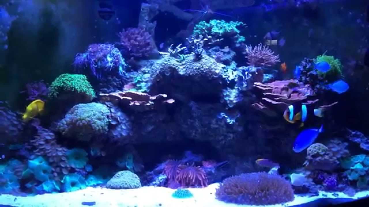 92 Gallon Corner Reef tank - YouTube