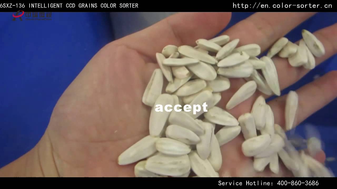 White sunflower seeds - YouTube