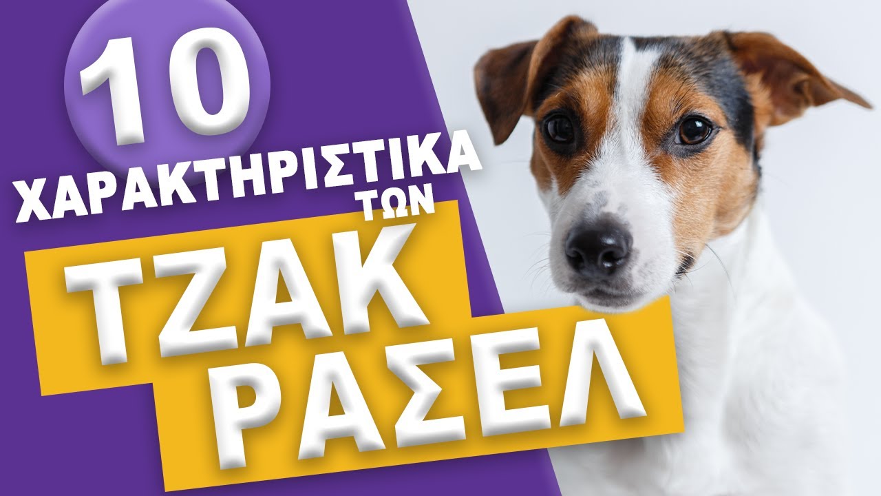 ΤΖΑΚ ΡΑΣΕΛ - 10 Χαρακτηριστικά των Jack Russell Terrier! - YouTube