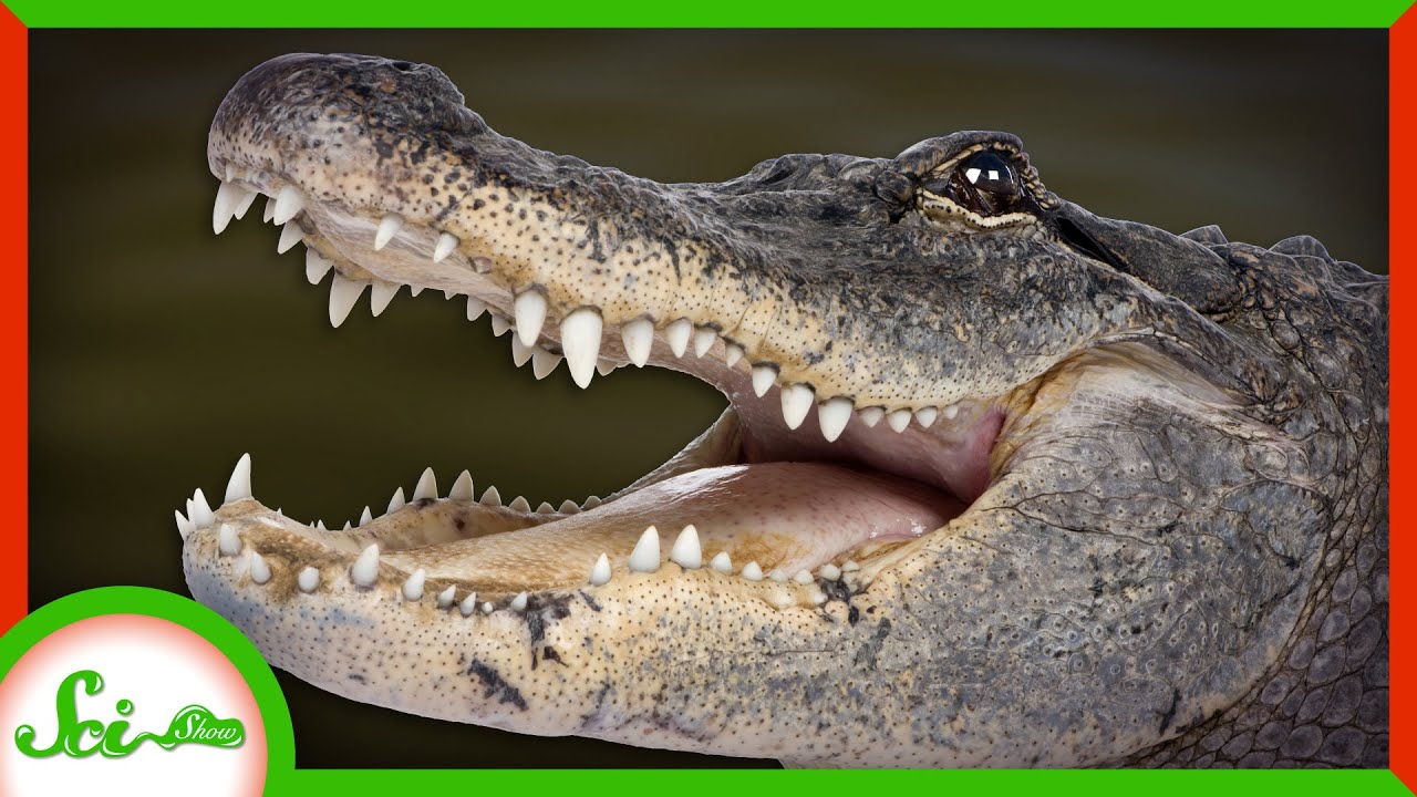 The Secret of Regeneration in... Alligators - YouTube