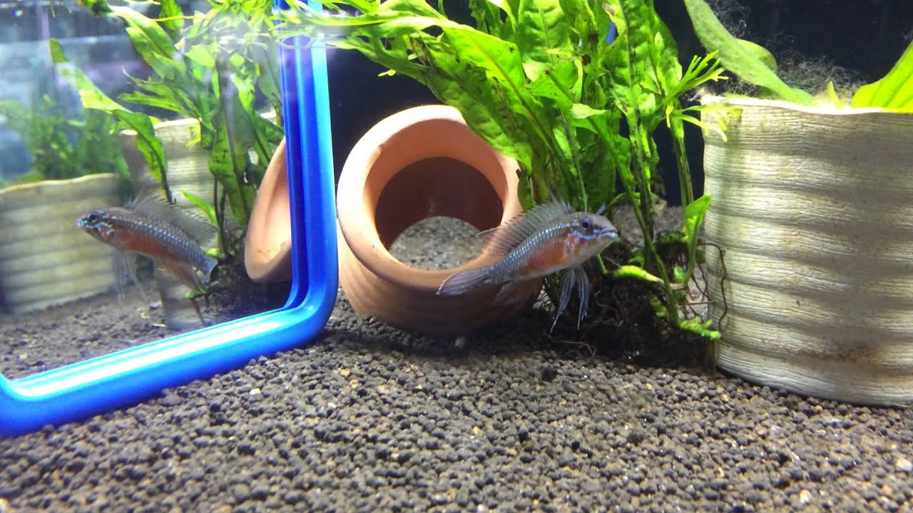Apistogramma Elizabethae 'Super Red' - YouTube