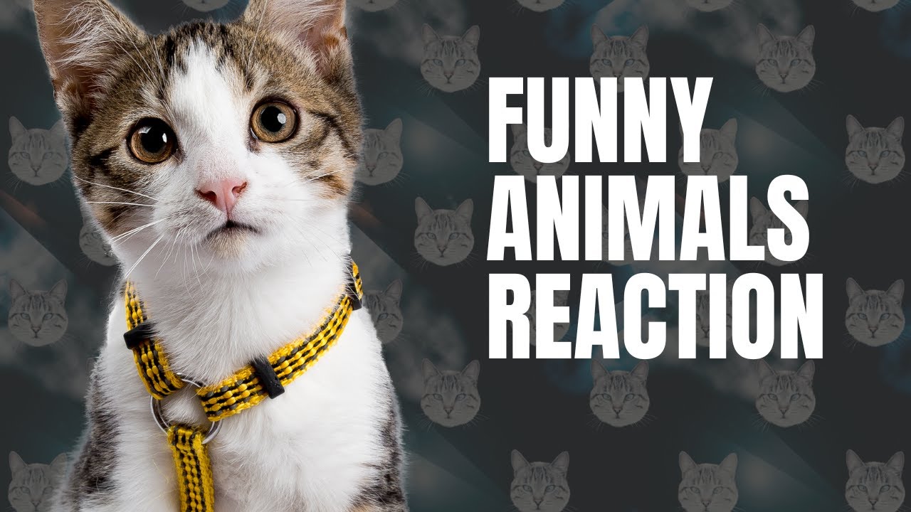 Funny Animal reactions | Funny | - YouTube