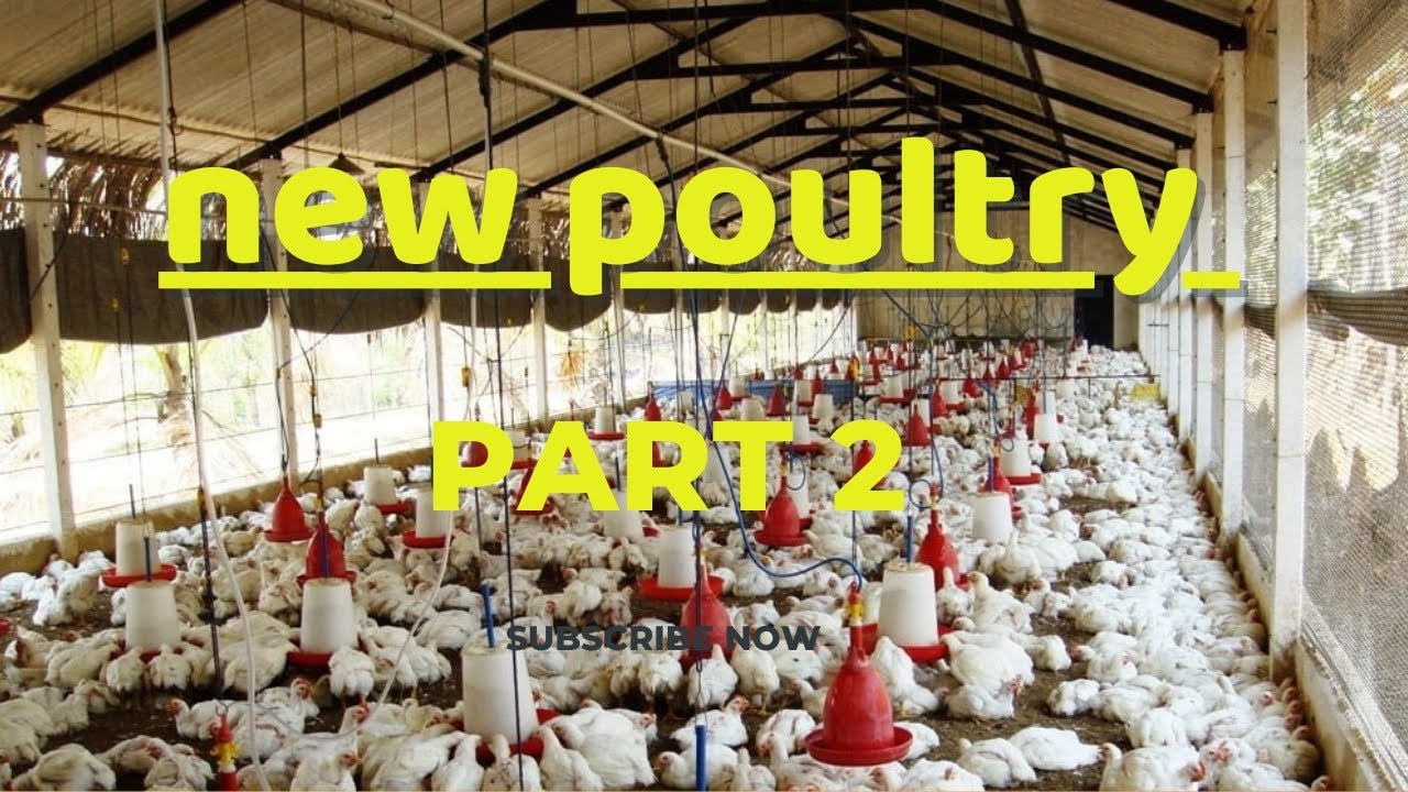 1000 Chicken Poultry Farm. ac poultry farm. latest video - YouTube