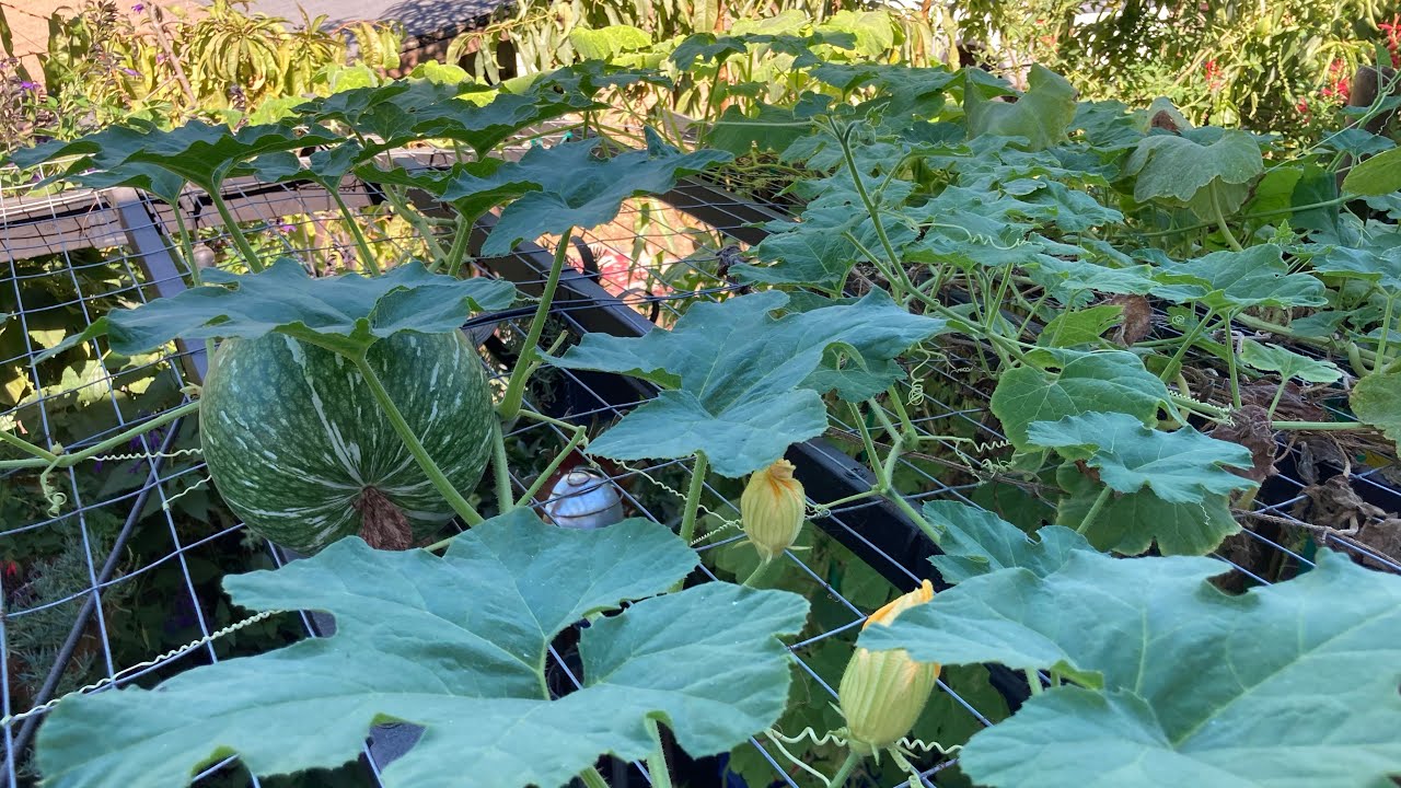 Chilacayote en maceta/nuestra primera cosecha - YouTube