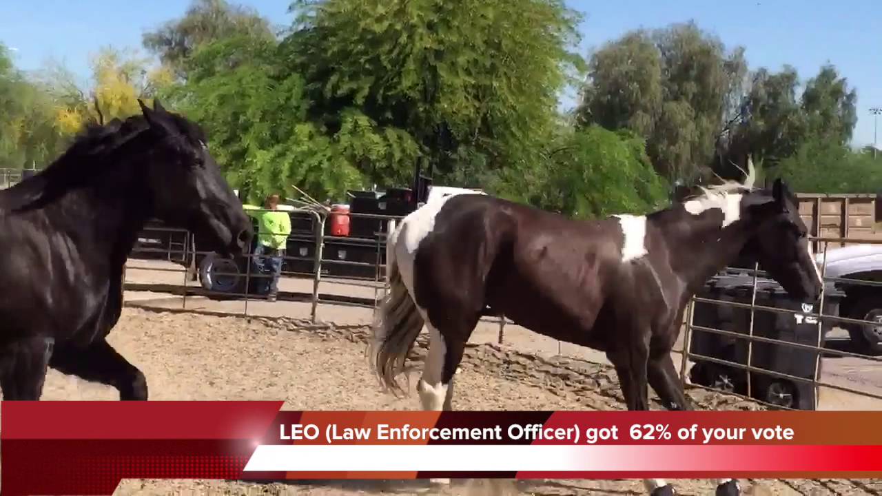Introducing LEO (Law Enforcement Officer) Our Newest Horse Named by Our ...