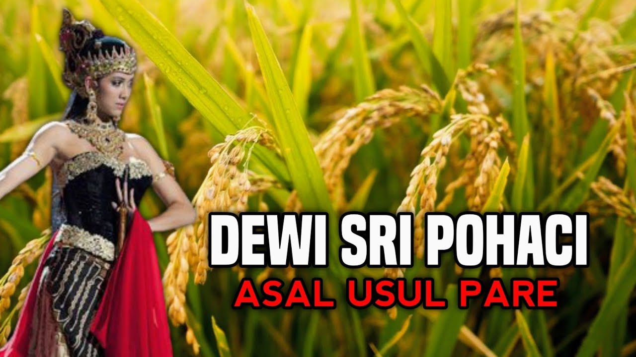 Dongeng Asal Muasal Tanaman Padi Nyi Sri Pohaci - YouTube