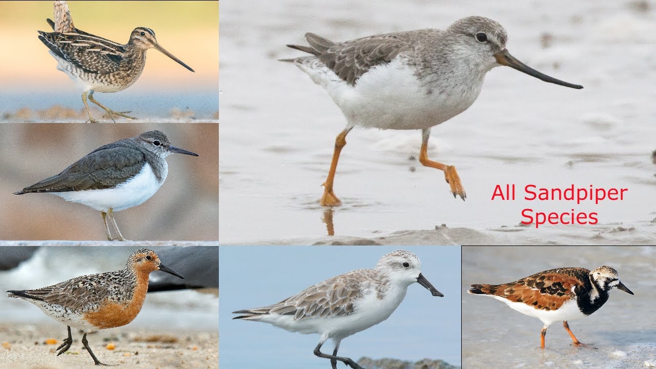 All Sandpiper Species in the world, snipe, stint, woodcock types - YouTube