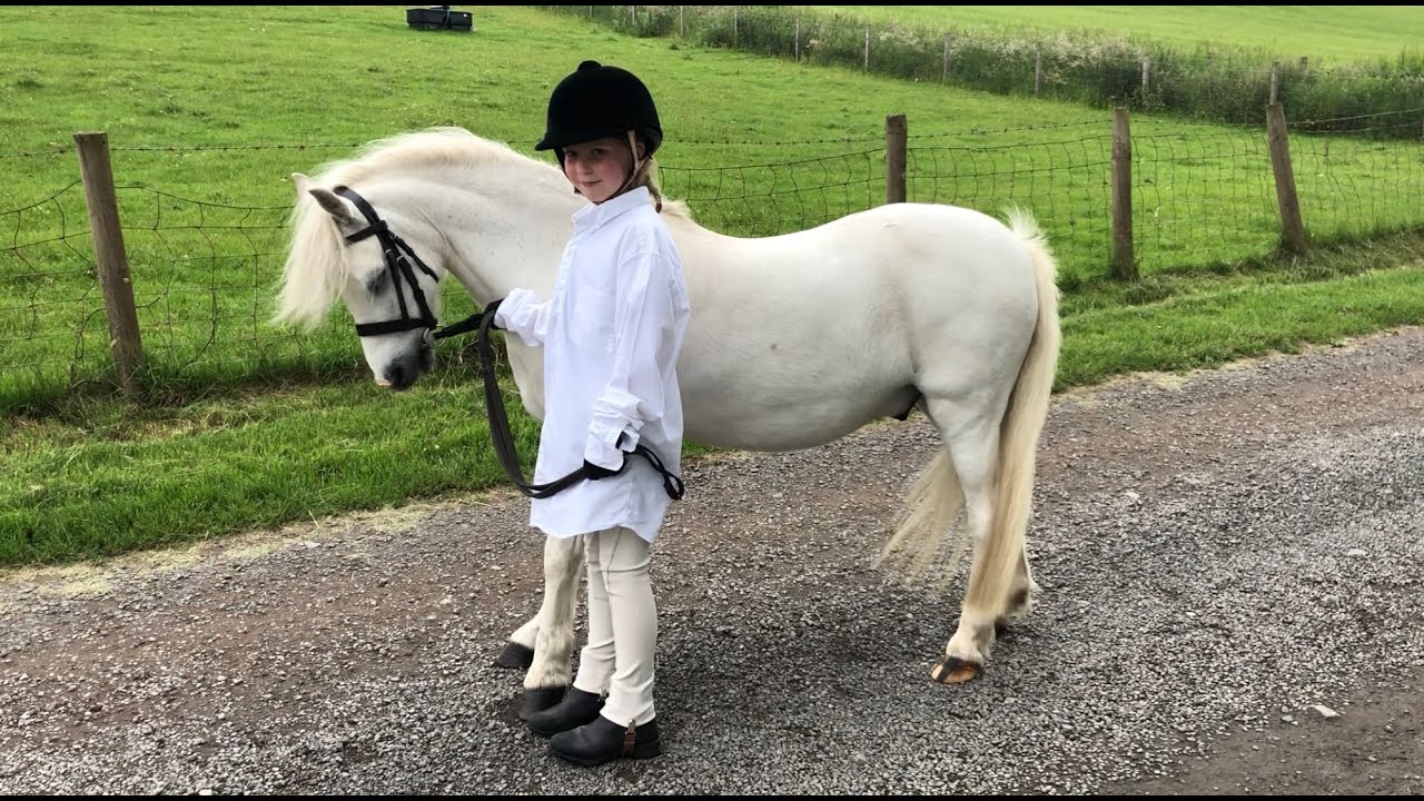 Young Handler Entry 2020 - Horse Category with Panytmel Tim, Welsh ...