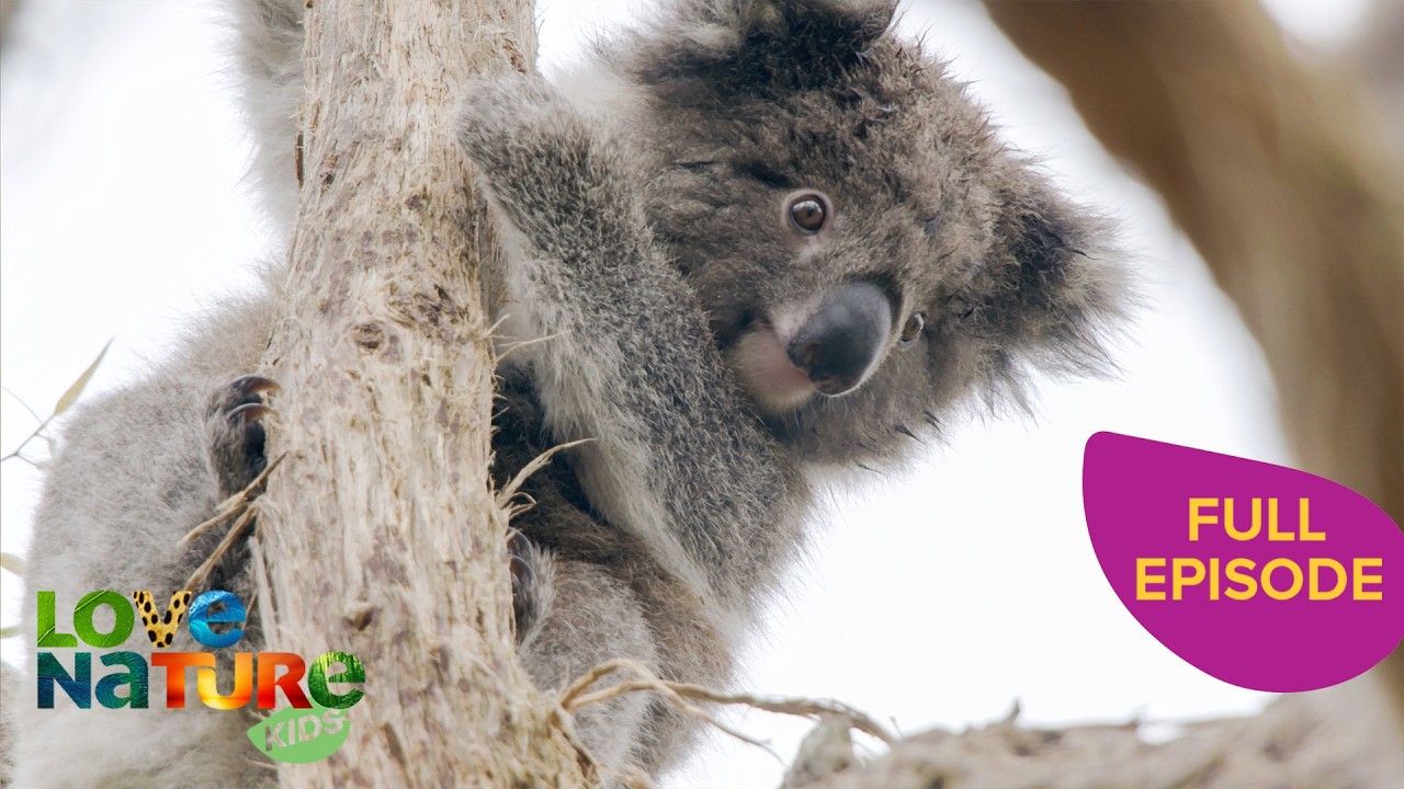 Koalas on the Move During Mating Season | Secret Life of the Koala 102 ...
