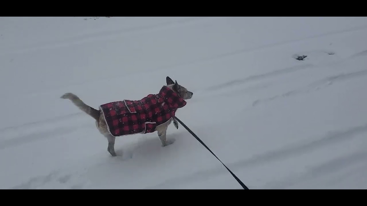 Thumper 3 legged Australian Cattle dog enjoying the snow. 2-10-24 Large ...