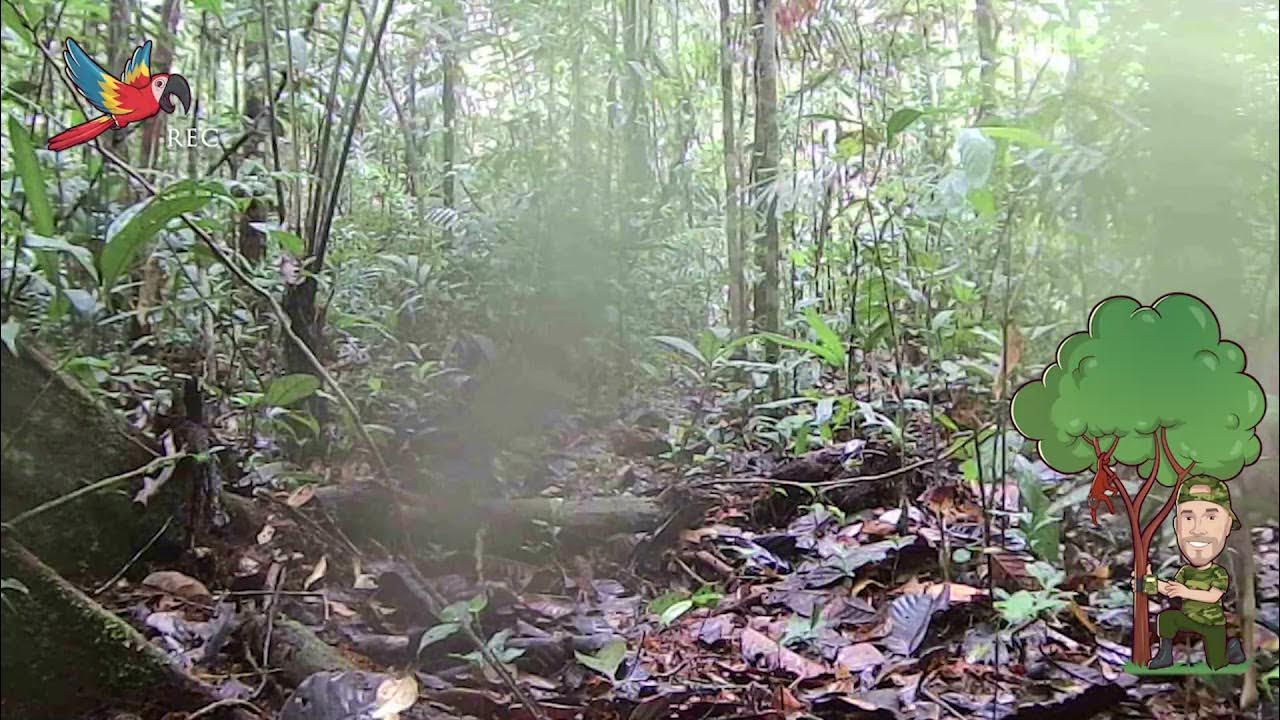 Friends of Rio - Amazon Rainforest Camera Traps Amazonian Brown Brocket ...