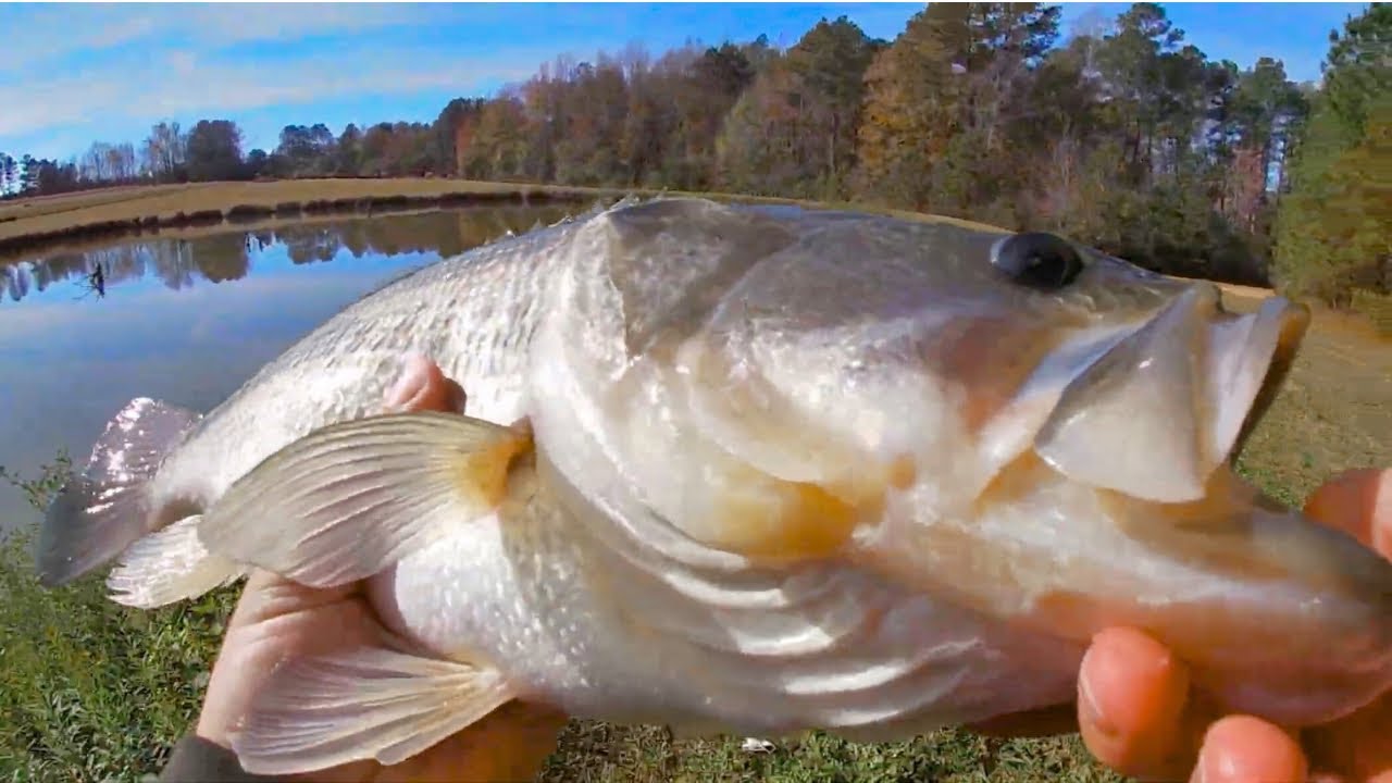 Fall Bass Fishing SECLUDED Ponds! (BIG BASS) - YouTube