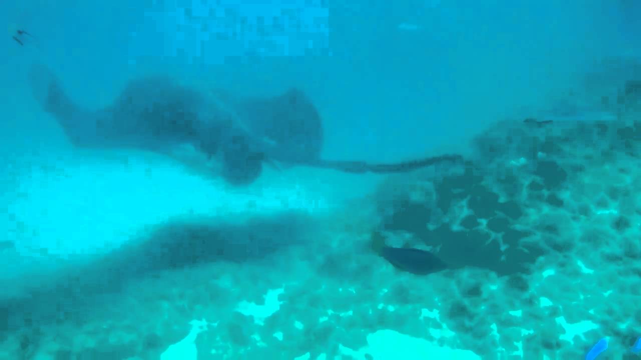 Very large Bull Ray - YouTube