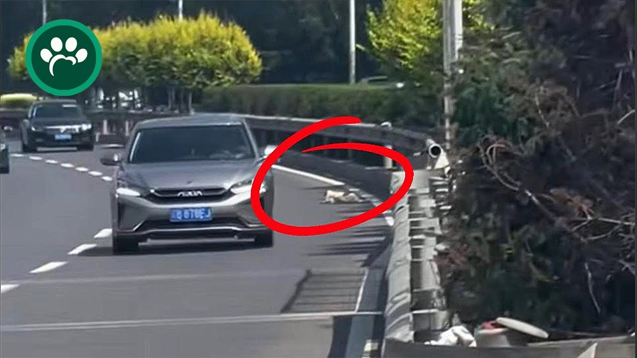 A Driver's Unexpected Rescue of a Stray Dog Hit by a Car - YouTube