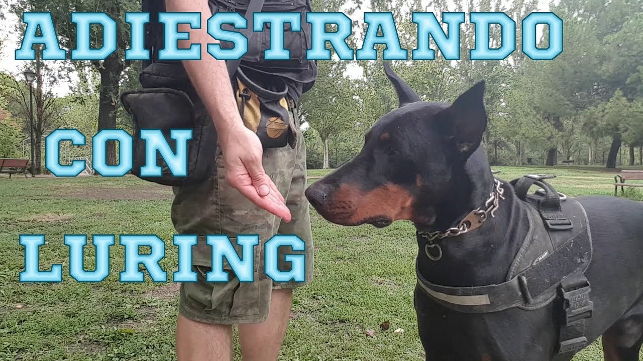 3 Claves para el adiestramiento con luring (seguimiento de la comida ...