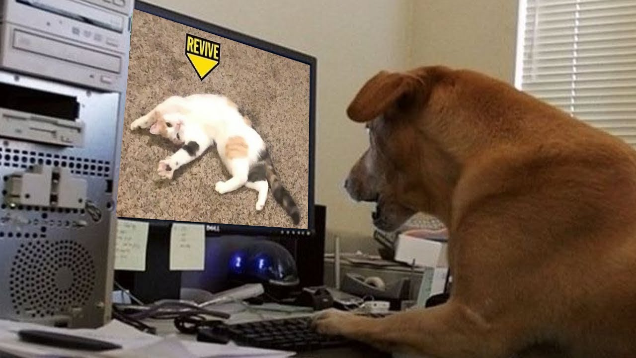 Some Funny Pets & Animals to Help Make Your Day Awesome - YouTube