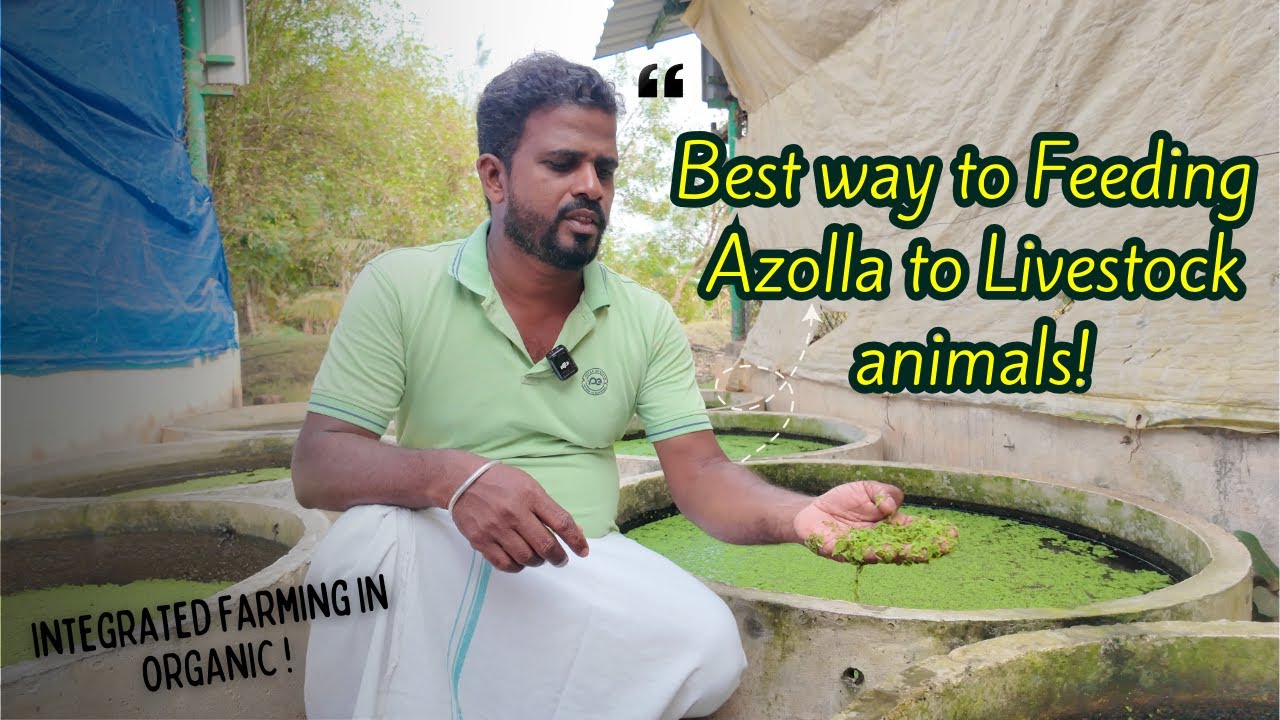 கால்நடை வளர்ப்பில் அசோலாவின் பங்கு! Best way to Feed Azolla to animals ...