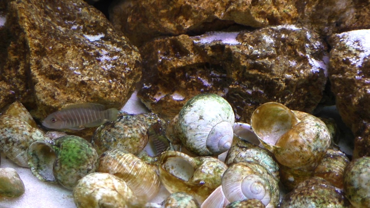 Lamprologus similis breeding behavior - Tanganyika shell dwellers ...