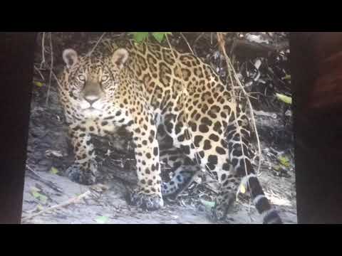 ABC animals ode to joy