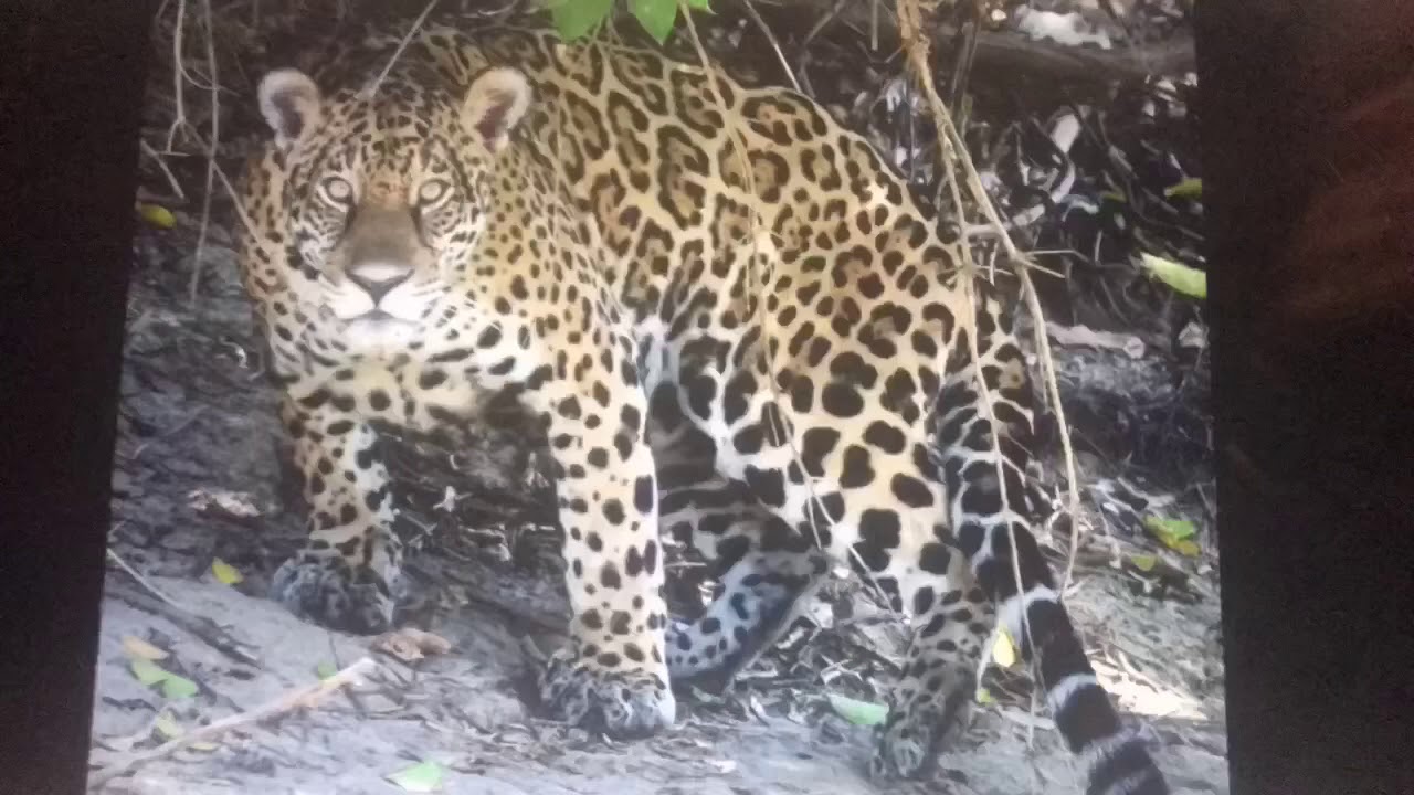 ABC animals ode to joy - YouTube