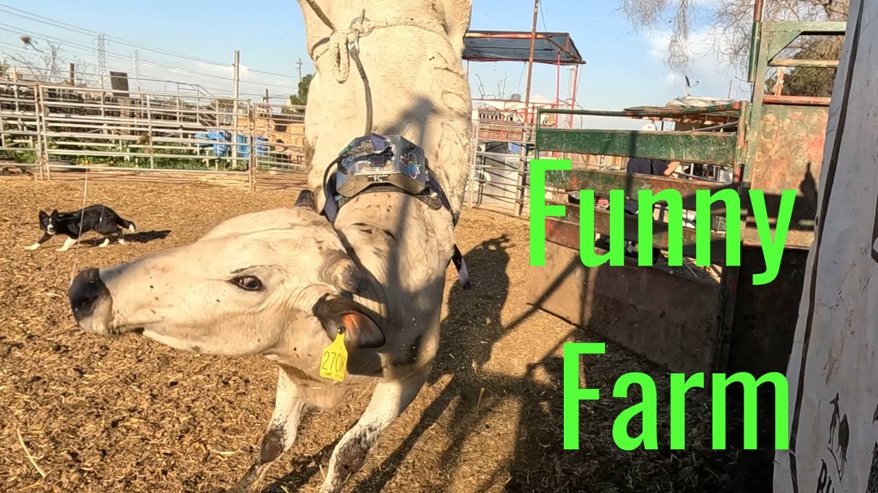 Bull riding practice at the Funny Farm - YouTube