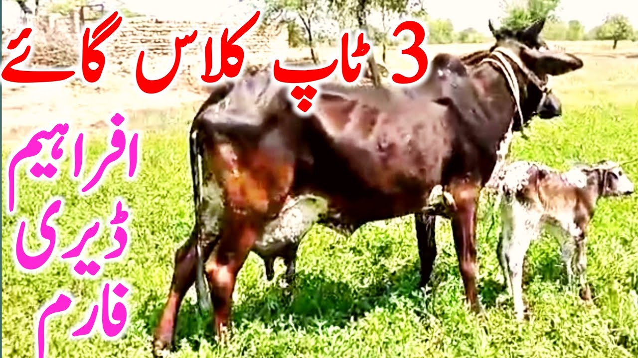 3 Top Class Cholistani Jersey Cross Dairy Cattle || Global Village ...