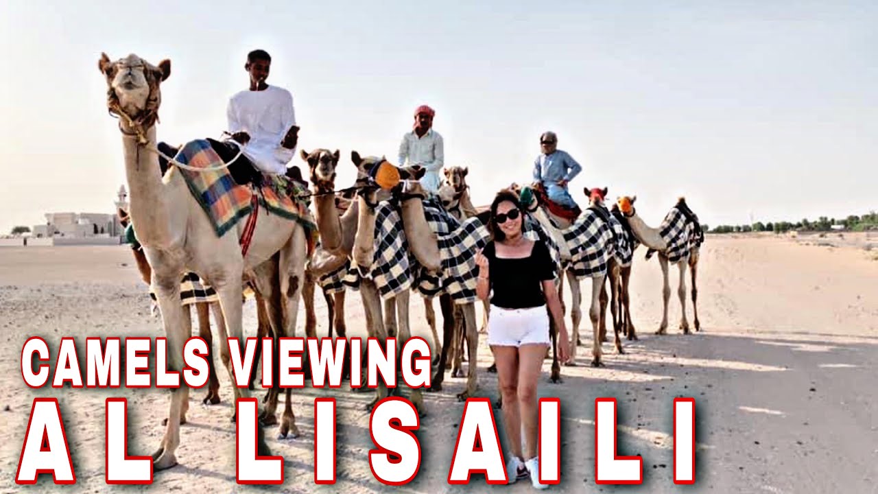 Meet-Up with The Camel | Camel Viewing at Al Lisaili, Dubai | Al ...