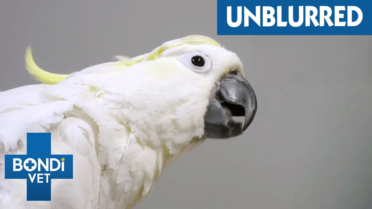 UNBLURRED: Why Is Stressed Bird Pulling Out His Feathers? 😱 S10 Ep 10 ...