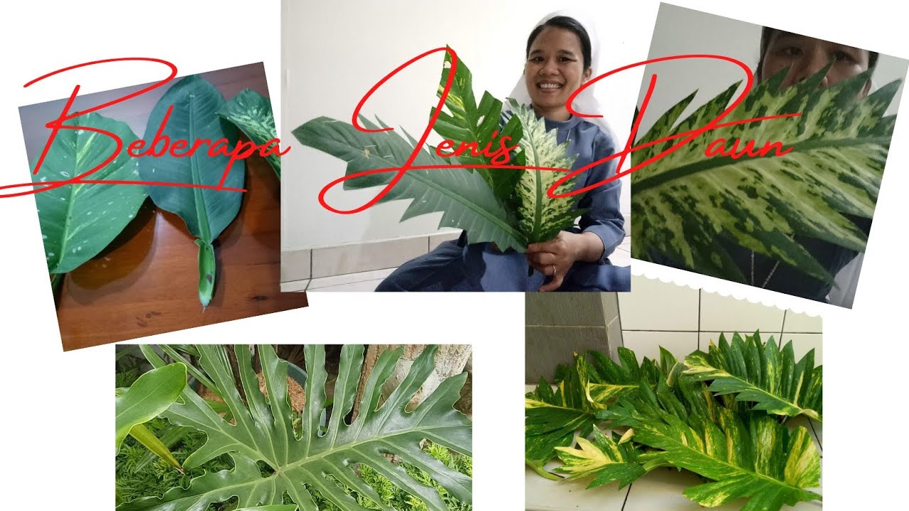 Bentuk Daun dan Jenis-Jenis Daun untuk merangkai Bunga - YouTube