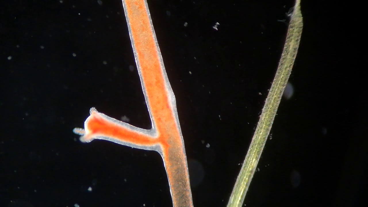 Hydra vulgaris - YouTube