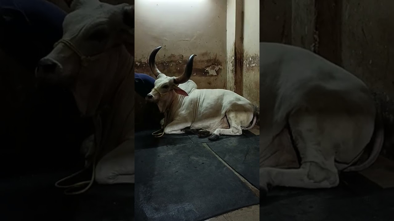 Beautiful Bahubali cow near Quest Mall - YouTube